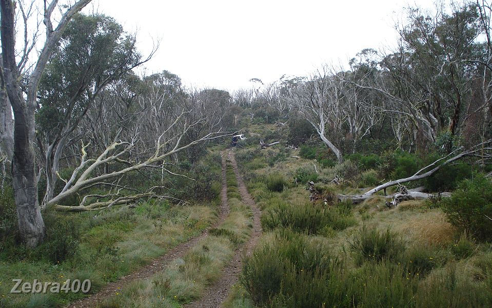 2011-03-Davies High Plain Adventure/10-Zebra climbs the rocky Mt Gibbo ...
