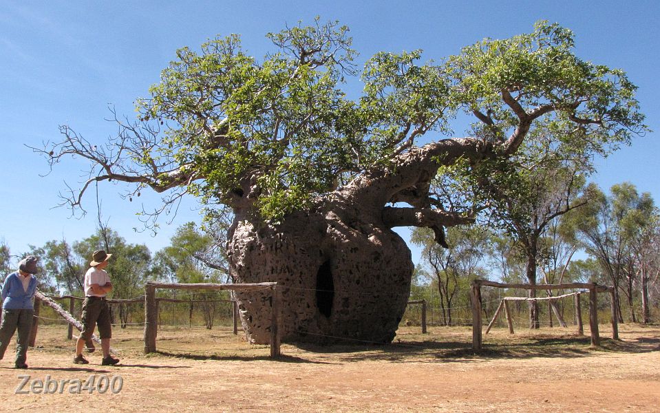 2011-The Kimberleys-Part 4/21-Boab Prison Tree near Derby